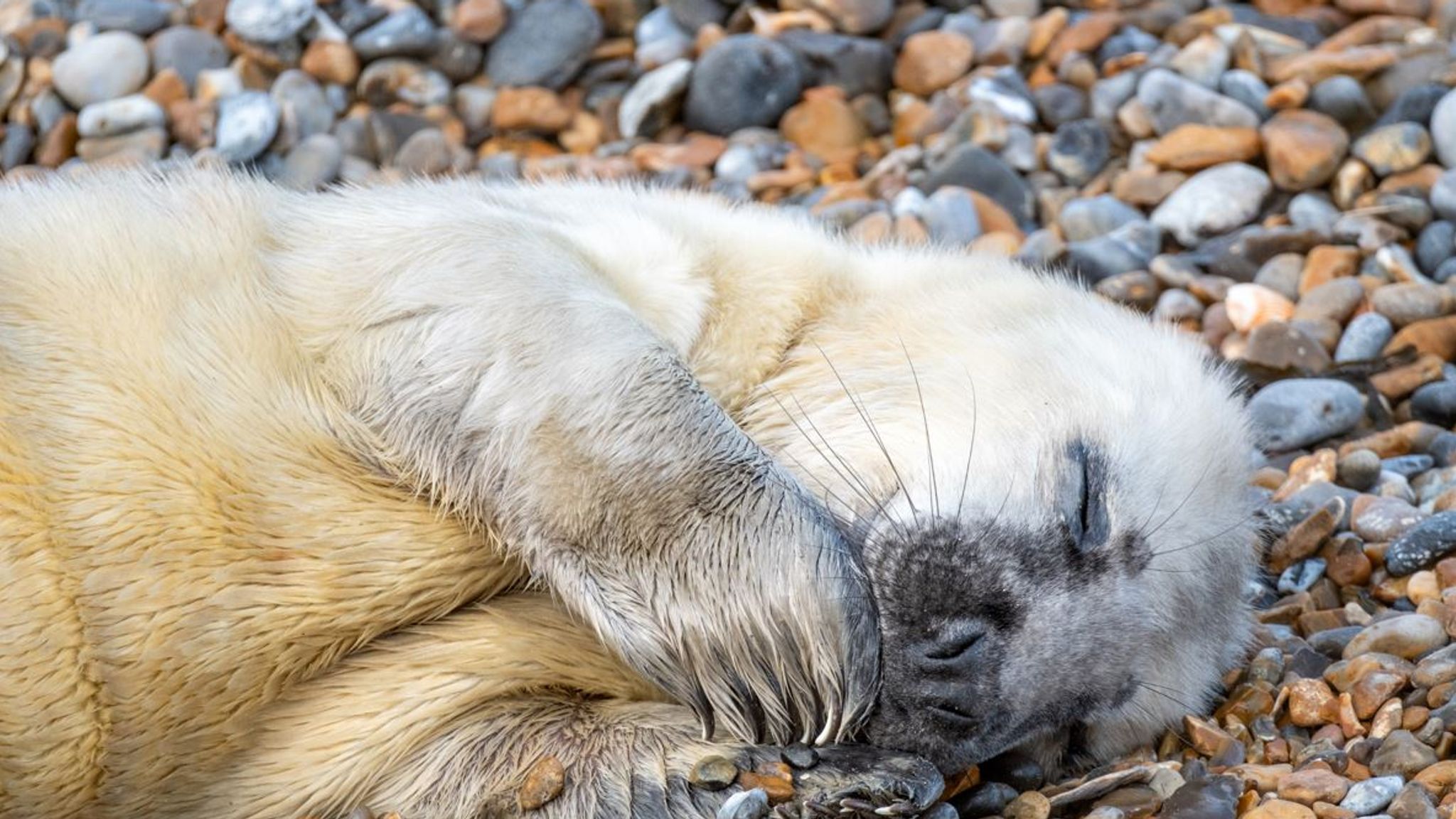 First grey seal pups of the winter born in England's largest colony ...