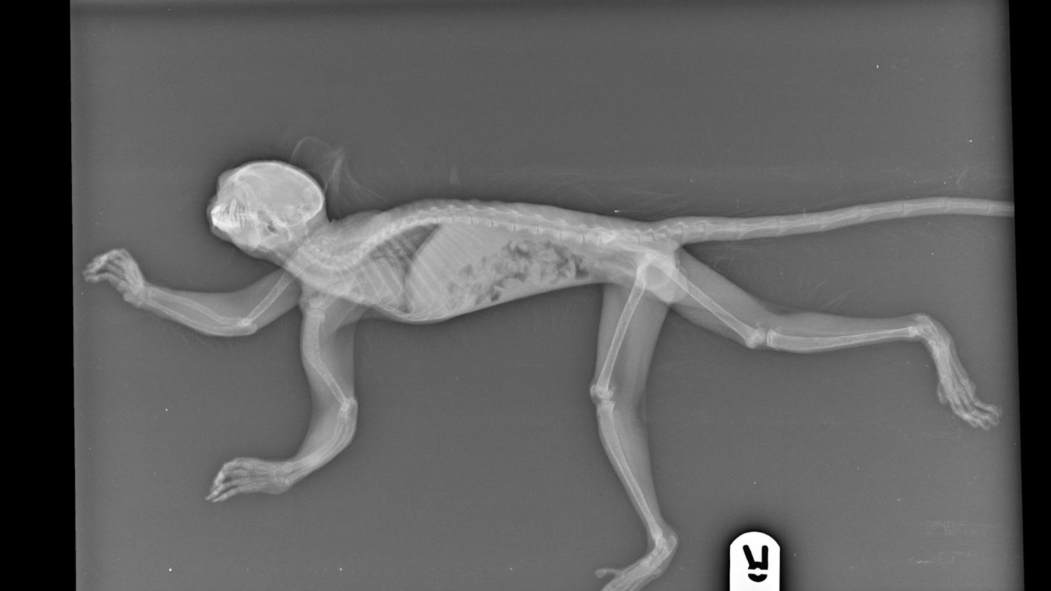 Pet monkey put down on medical advice after mistreatment | UK News ...