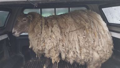 'Britain's loneliest sheep' rescued from remote shore in Scottish ...