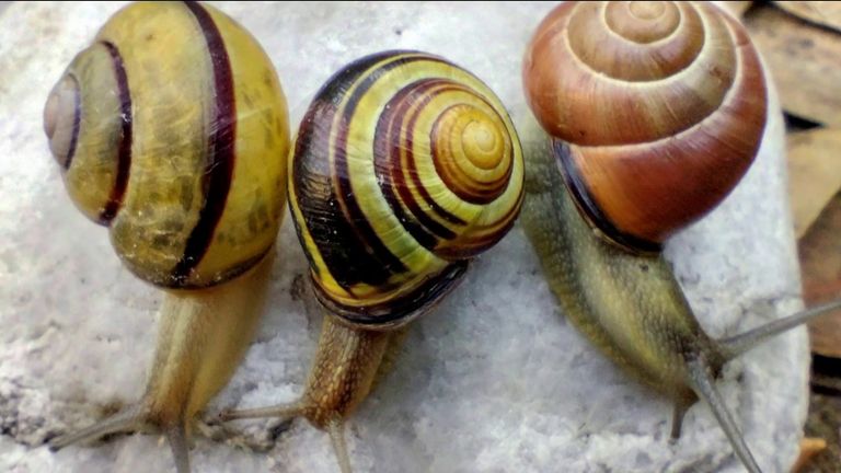 UK: Left-coiling snail looking for love | News UK Video News | Sky News