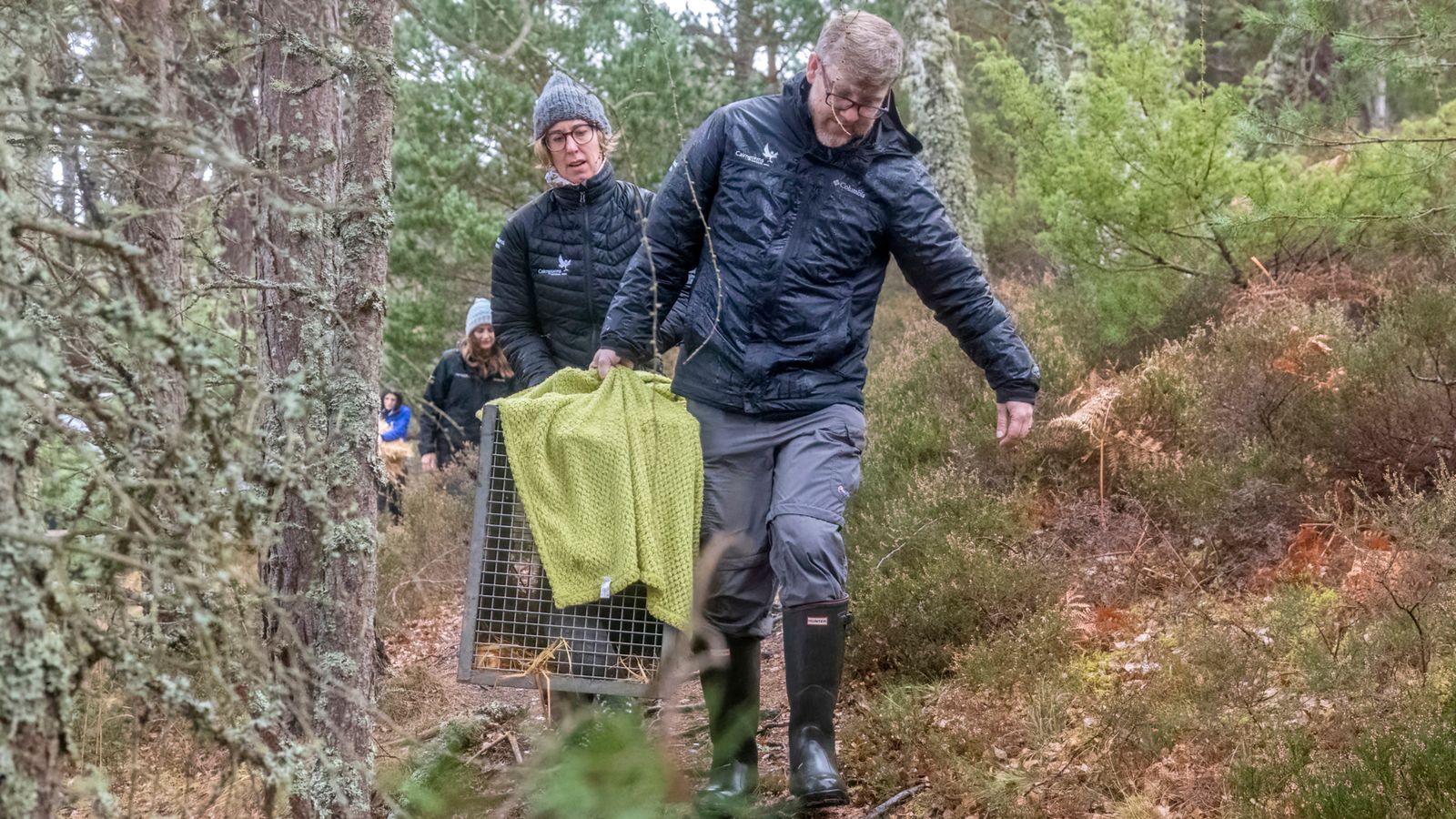 First beaver kits in 400 years born in the wild at Cairngorms National ...