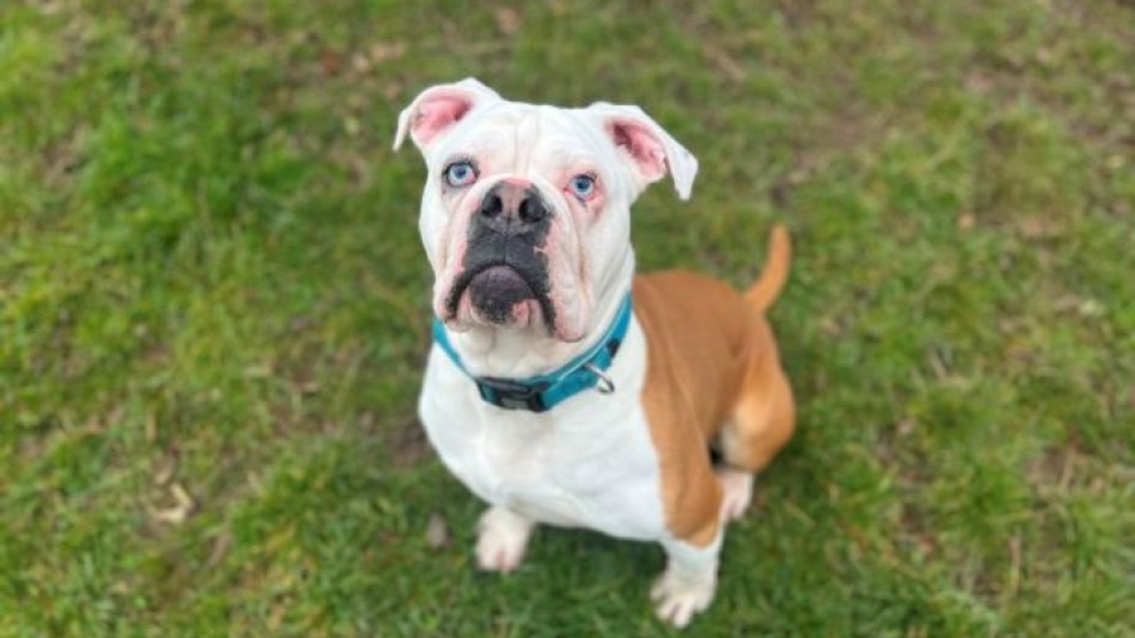 Deaf dog learning to understand sign language seeks forever home | UK ...