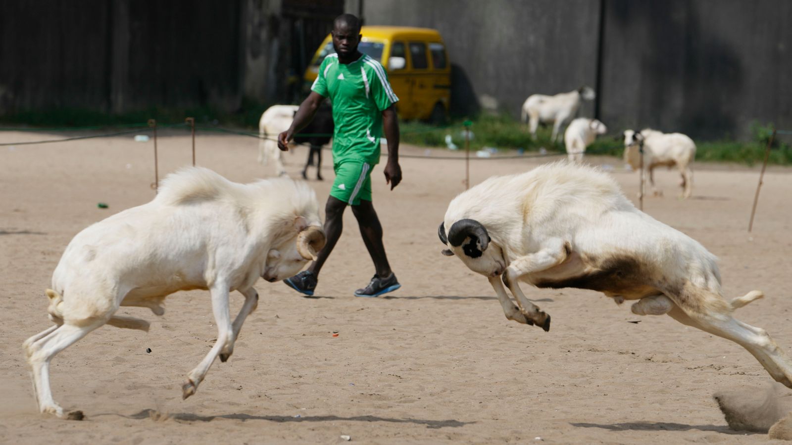 Activists try to stop Nigeria's popular ram fights | World News | Sky News