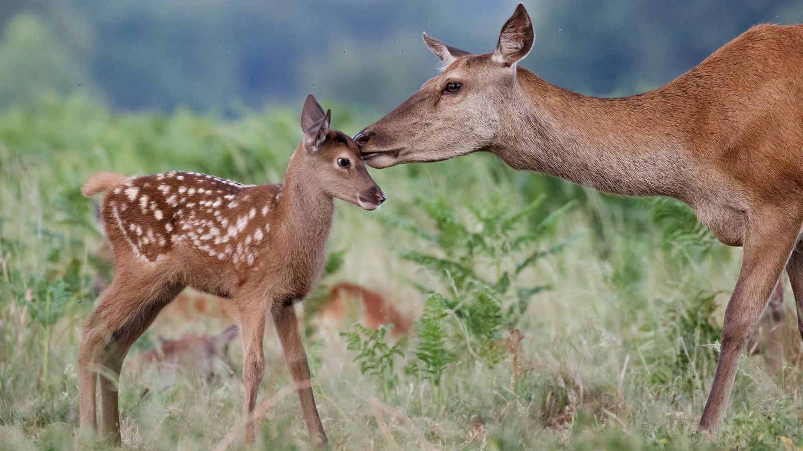 Climate change: 'Chaos' for UK nature, as rising temperatures and ...