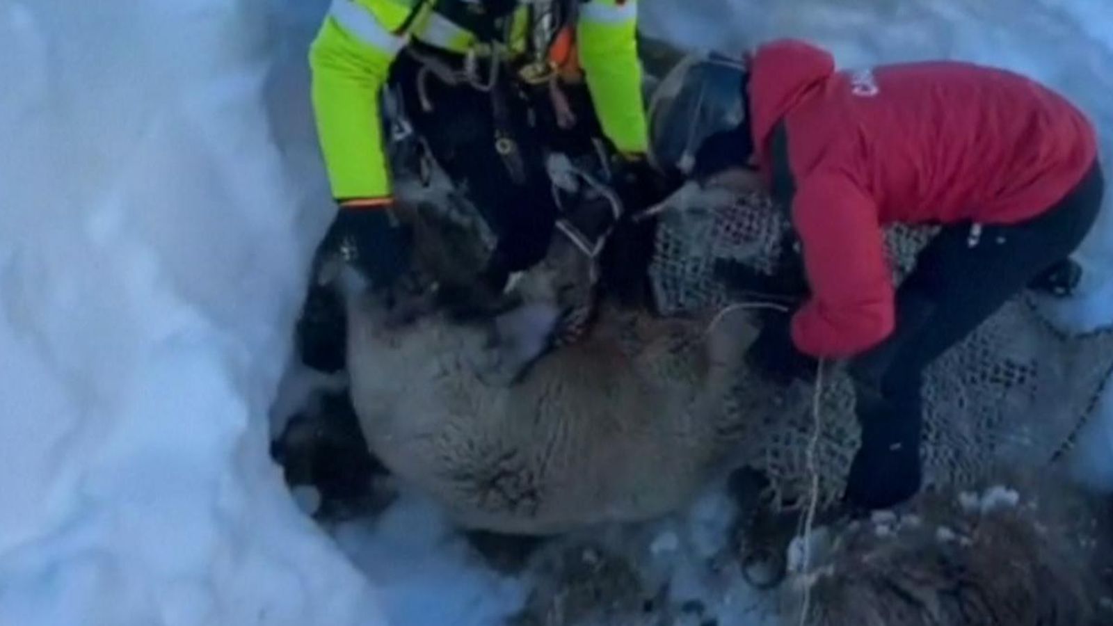 Watch fire services rescue sheep stranded on snowy mountain in Italy ...
