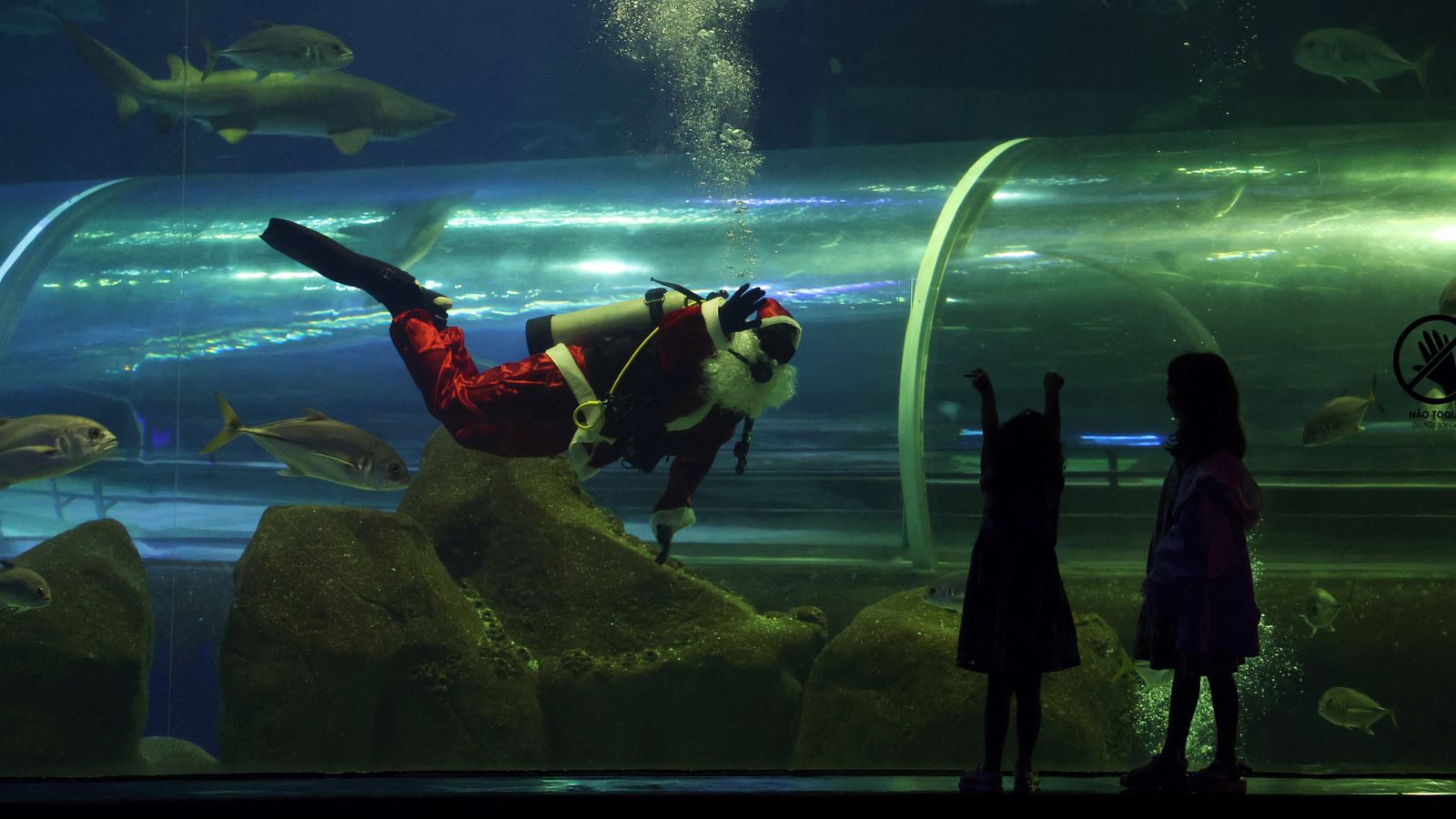 Brazil Sea Life