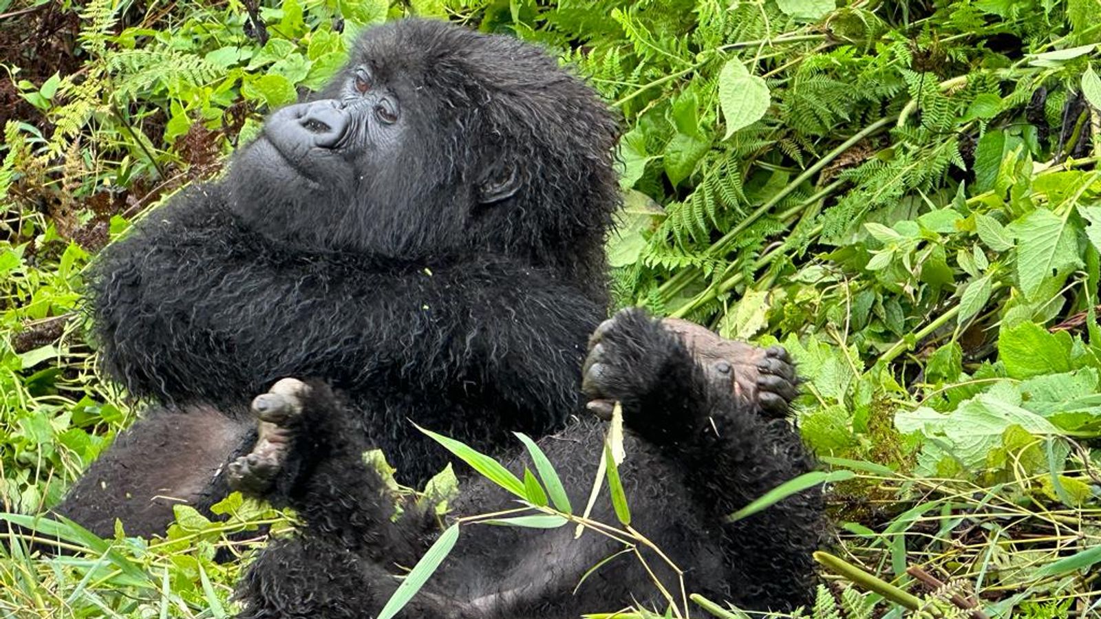 How Rwanda's mountain gorillas have prospered in times of peace - and ...