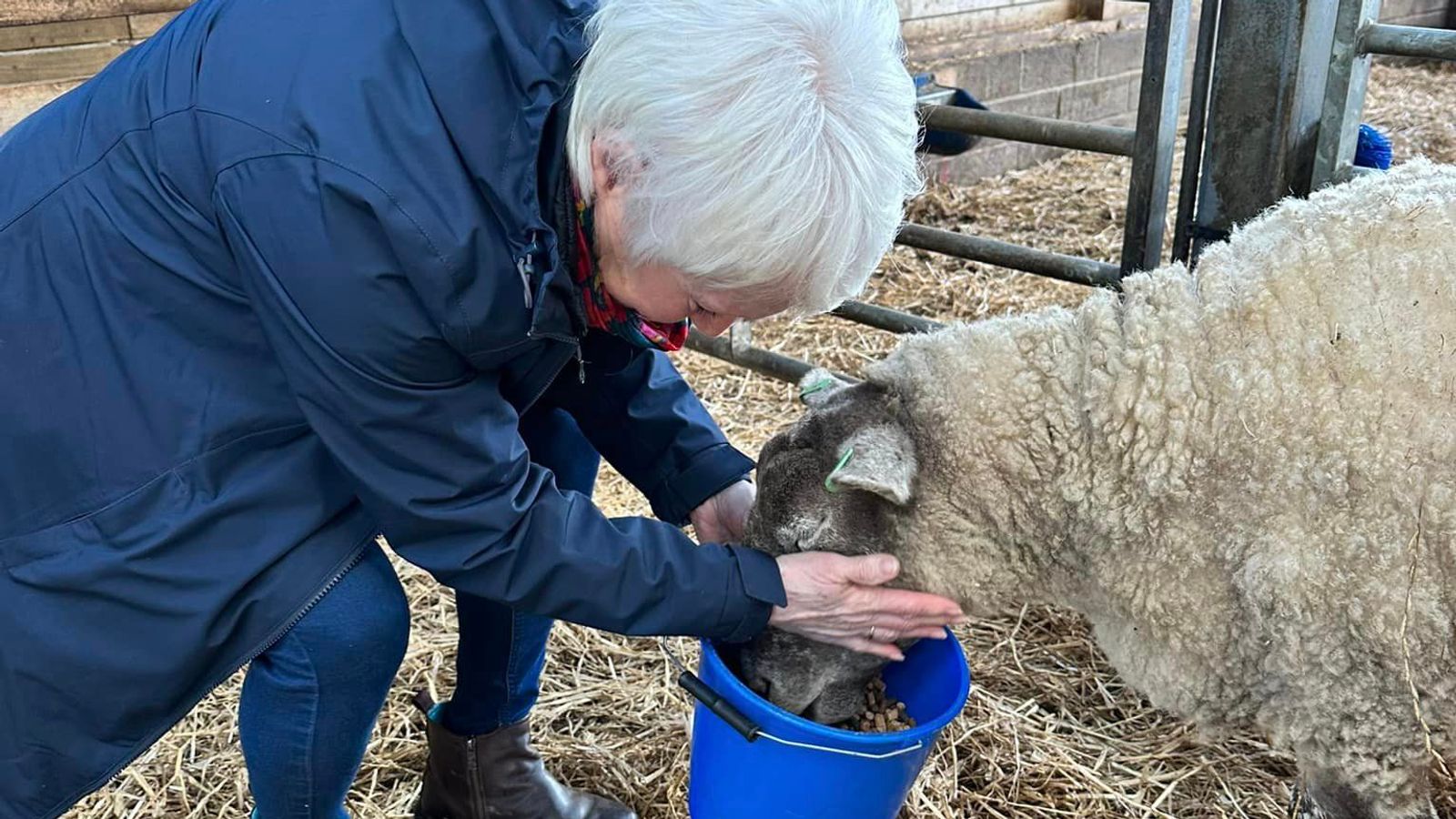 'Britain's loneliest sheep' meets kayaker whose pictures helped rescue ...