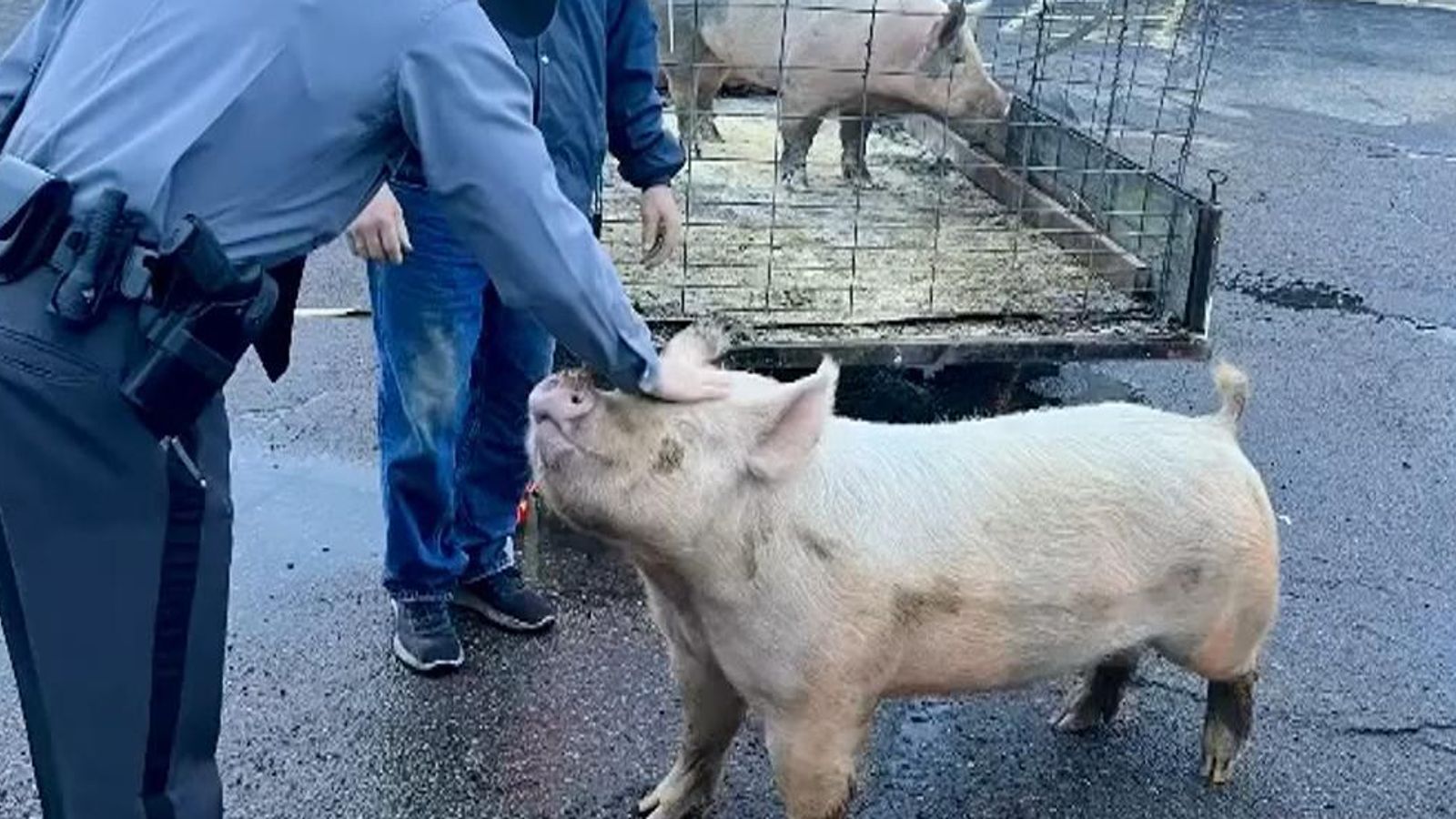 Escaped pig captured near McDonald's drive-thru after chase in Ohio ...