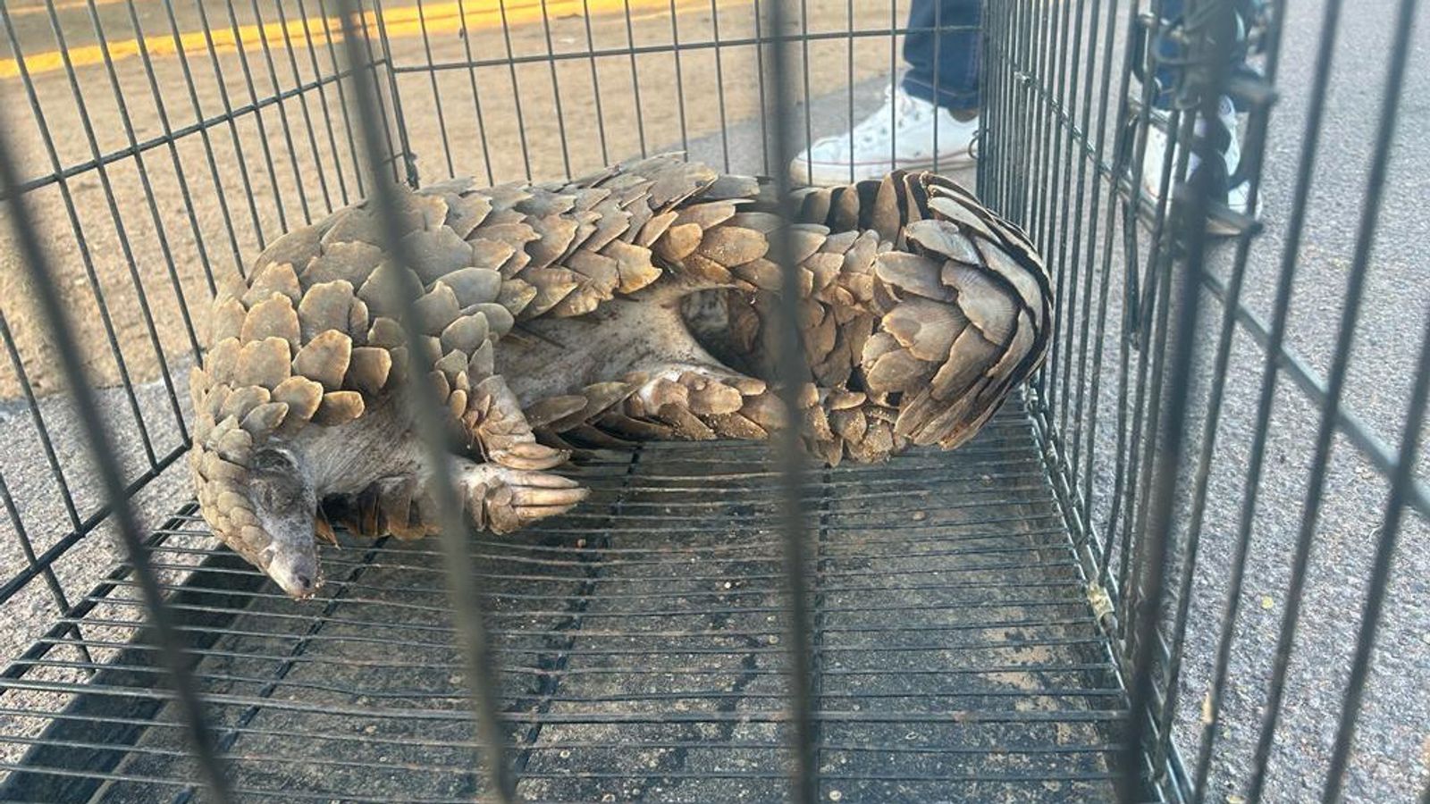 Crocodile blood and big cat body parts among illegal wildlife products ...