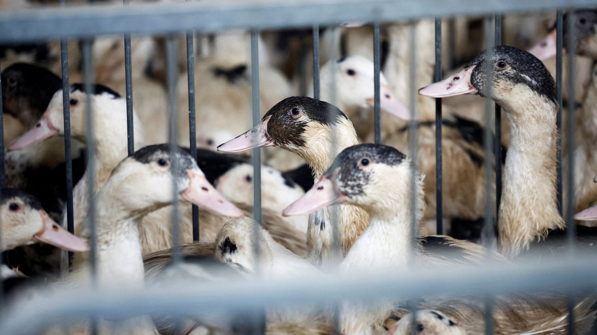 France orders third set of vaccines for foie gras ducks to try to halt ...