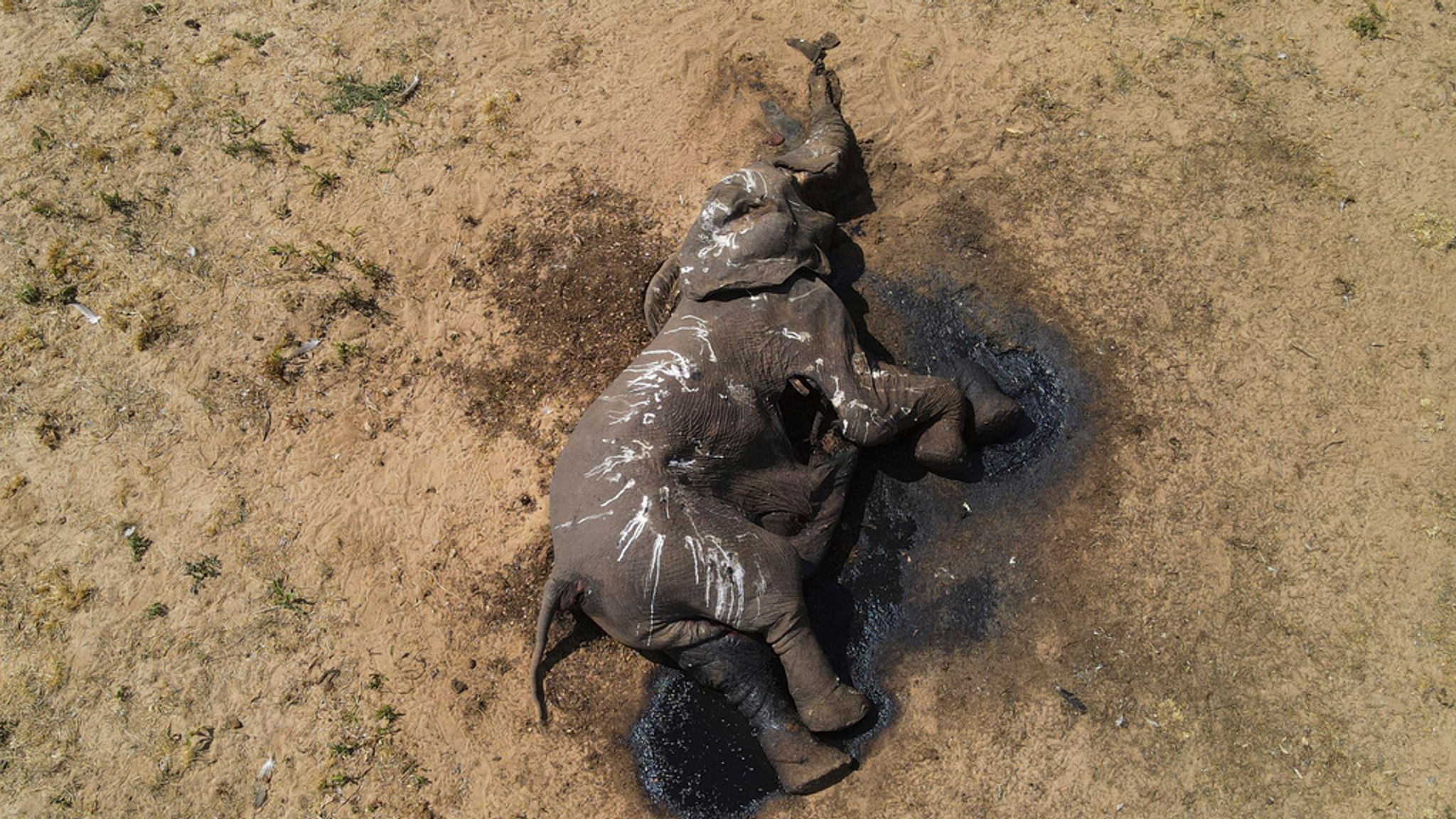 Zimbabwe: At least 100 elephants die in national park amid drought ...