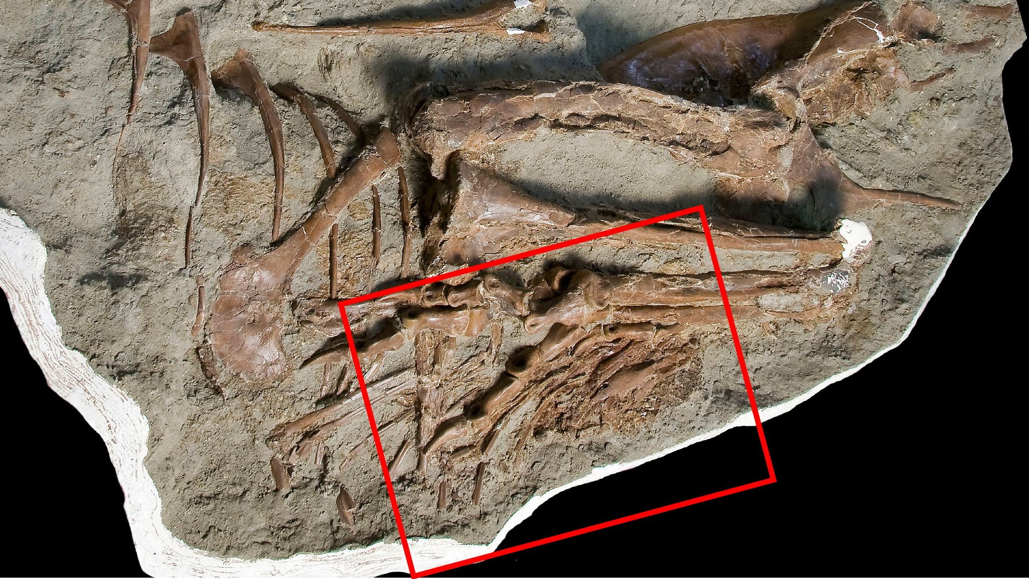 Discovery of baby dinosaur remains inside fossil of tyrannosaur could ...