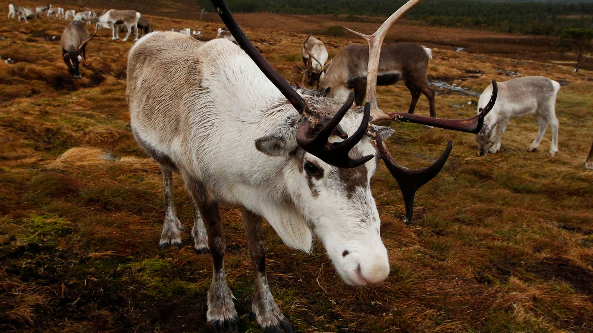 Reindeer block dual carriageway in Suffolk | UK News | Sky News