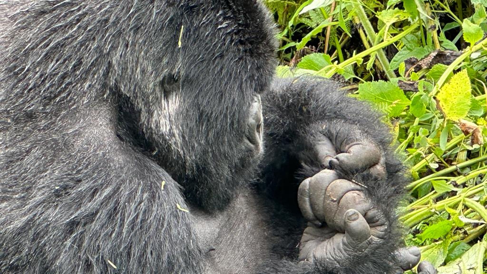 How Rwanda's mountain gorillas have prospered in times of peace - and ...