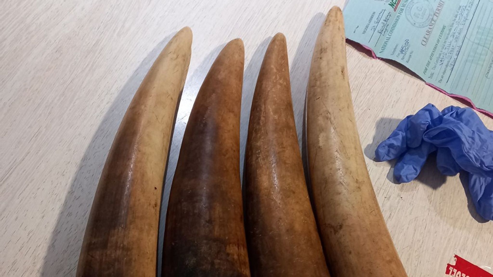 Crocodile blood and big cat body parts among illegal wildlife products ...