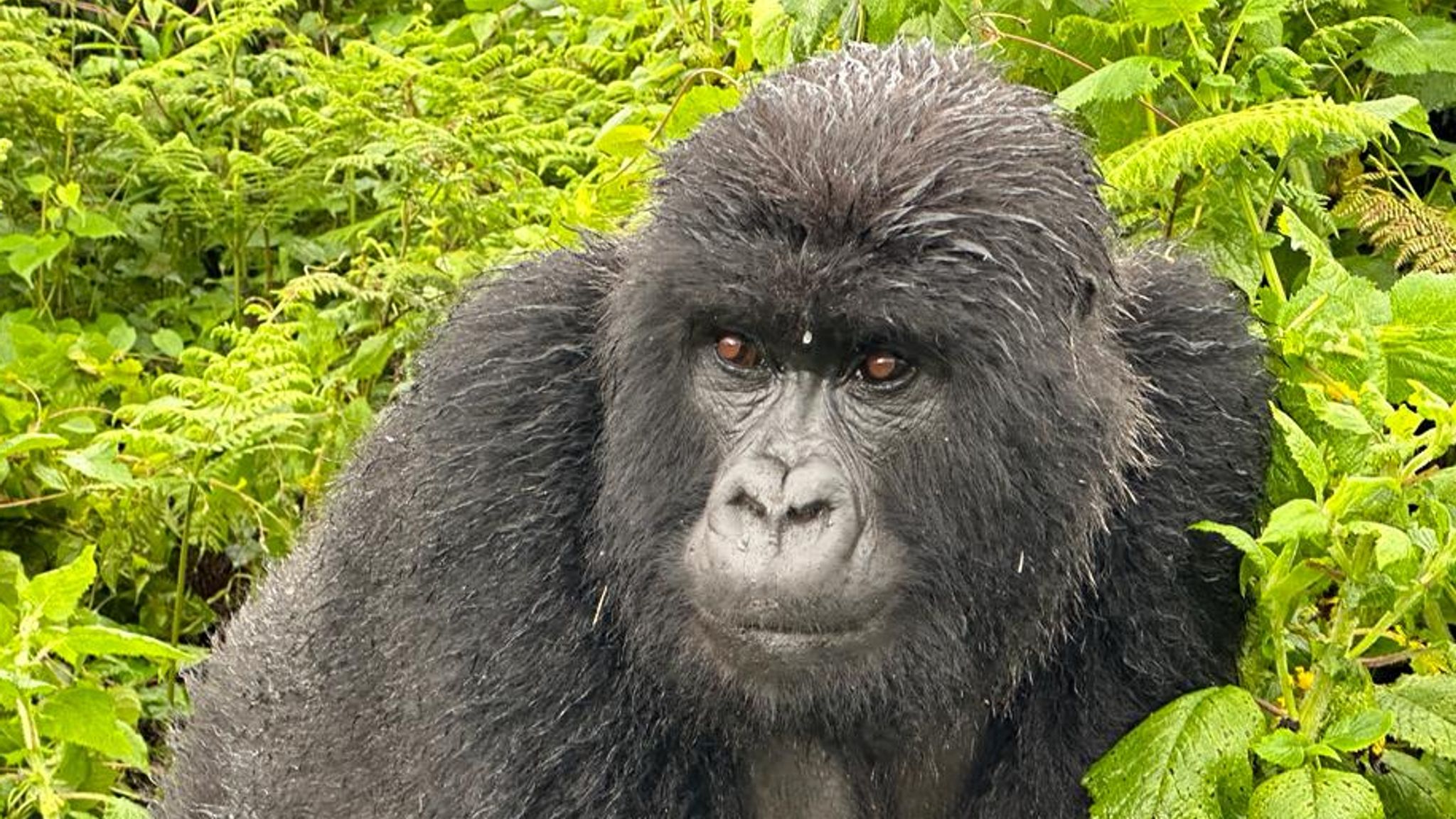 How Rwanda's mountain gorillas have prospered in times of peace - and ...