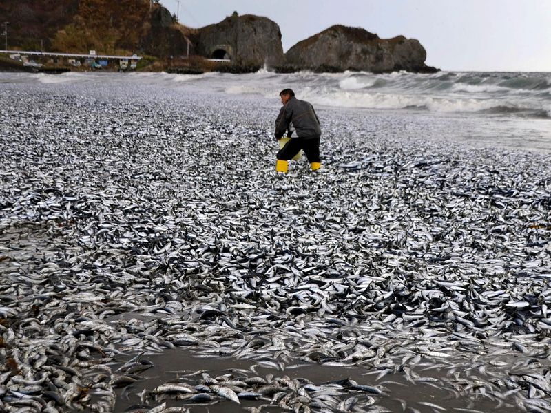 Pictures Of Dead Fish