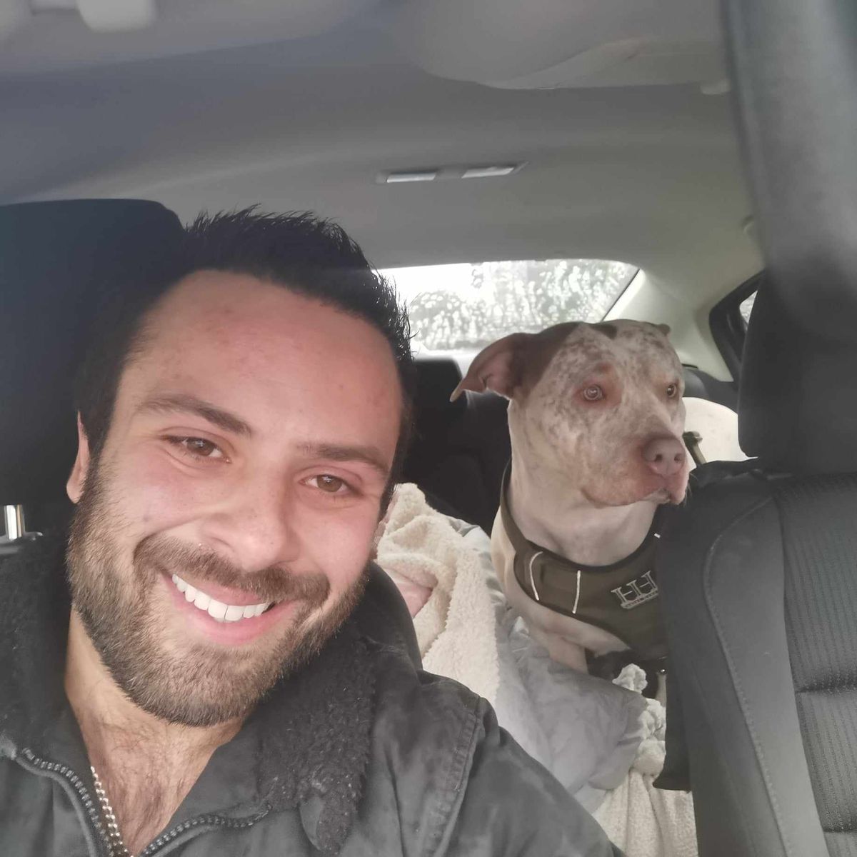 XL bully ban: Man made four trips to Scotland to rehome dogs before ...