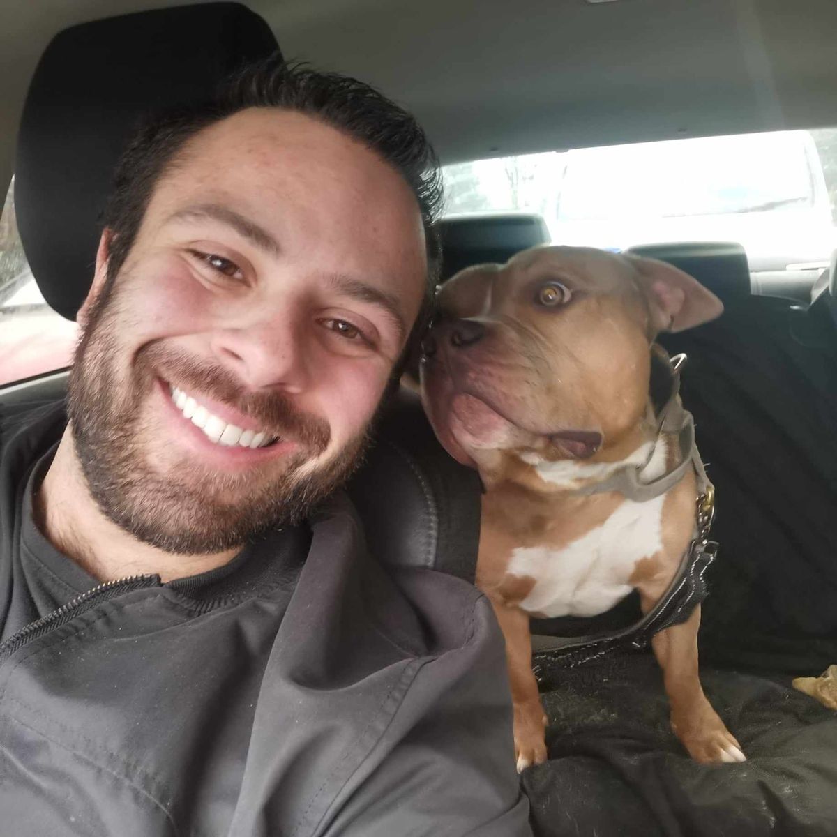 XL bully ban: Man made four trips to Scotland to rehome dogs before ...