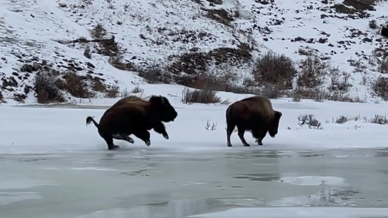 Bison slips on ice on frozen creek in Yellowstone National Park | US ...