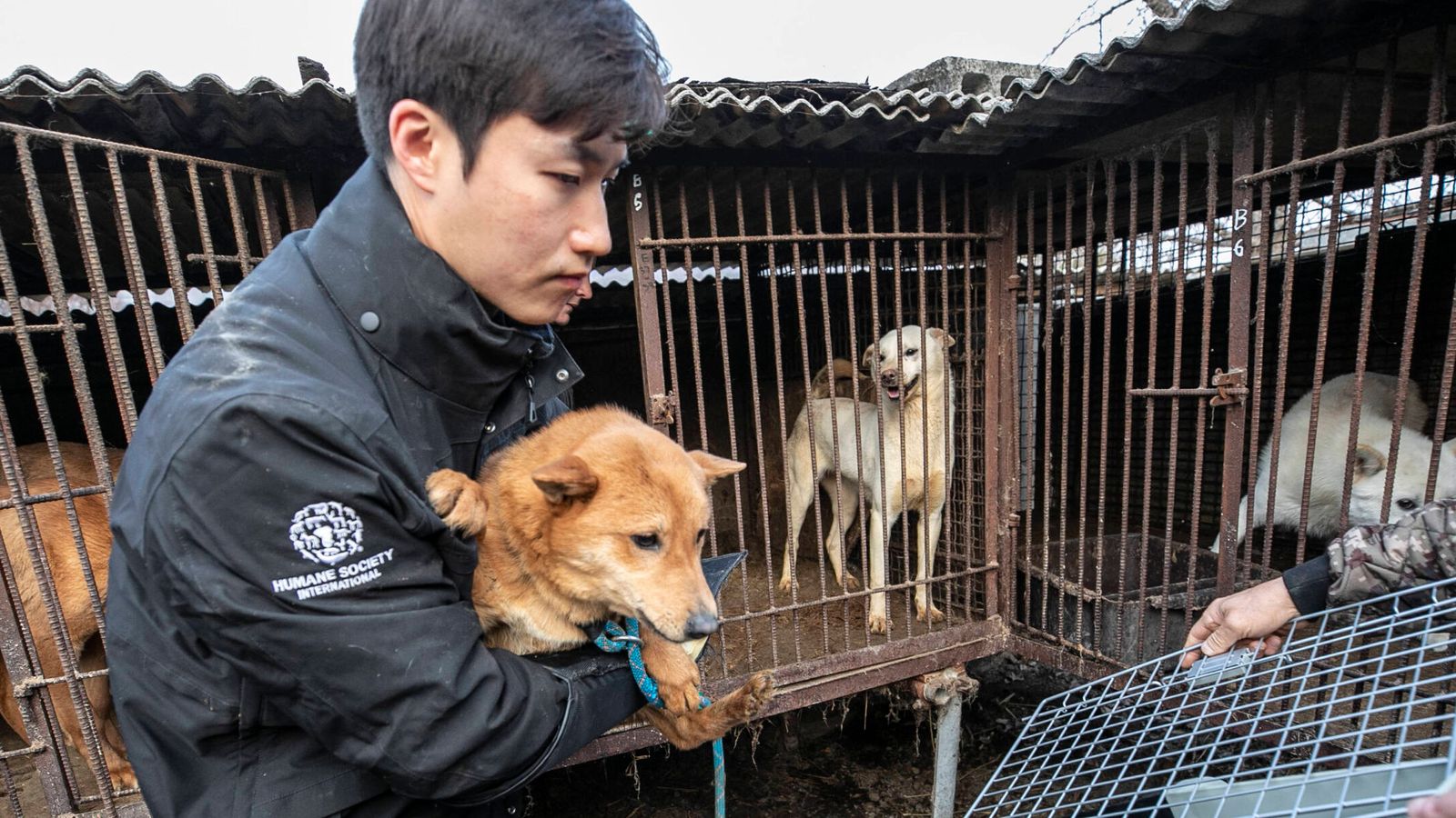 South Korea agrees historic ban on dog meat industry | World News | Sky ...