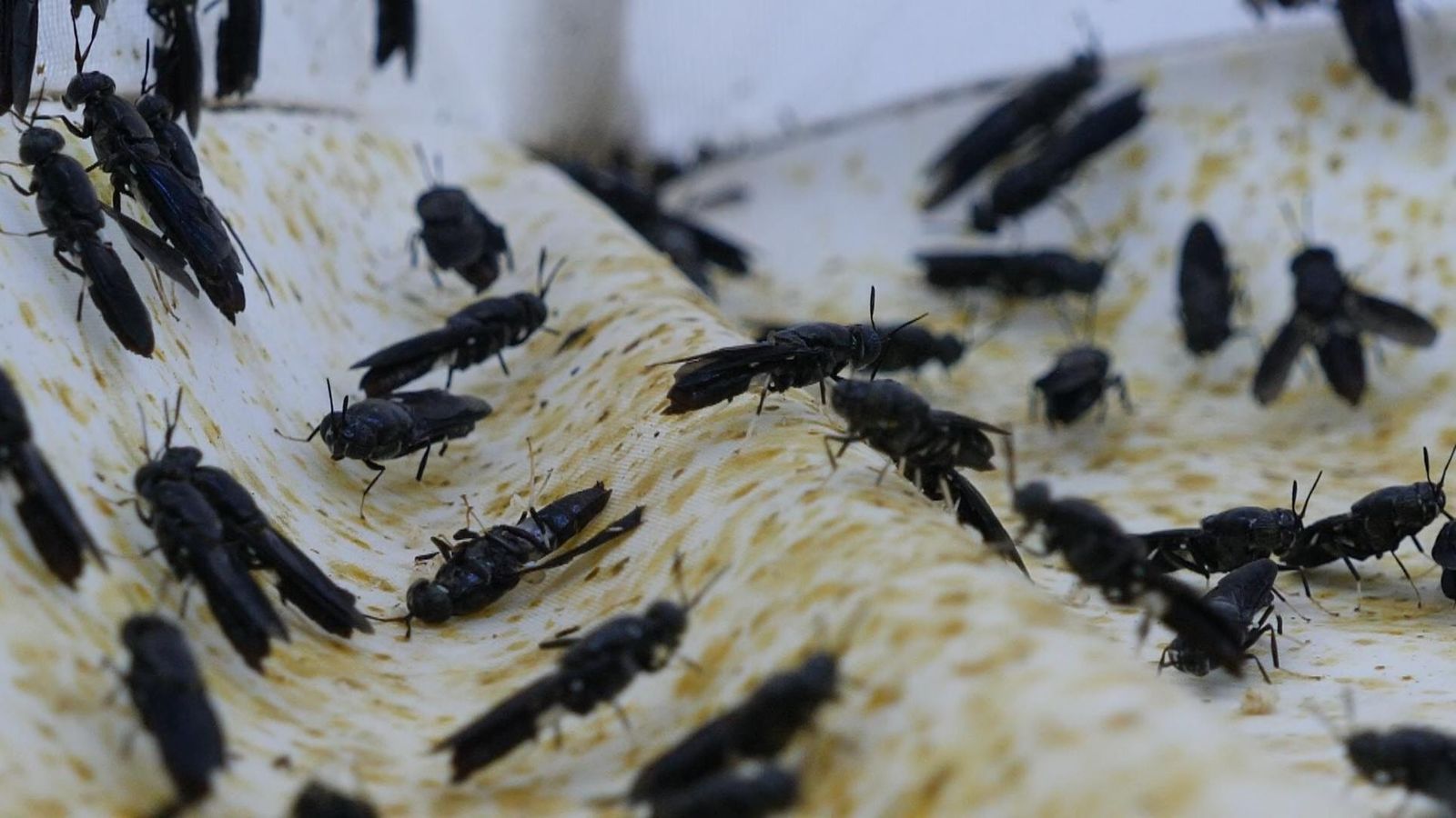 Climate Show: Using insects to make protein for animal feed | News UK ...