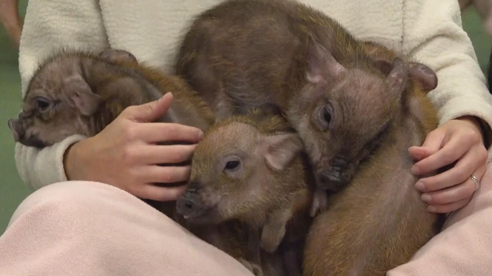 Oscar20160322341 Life With A Mini Pig I BOUGHT A NEW MINI PIG