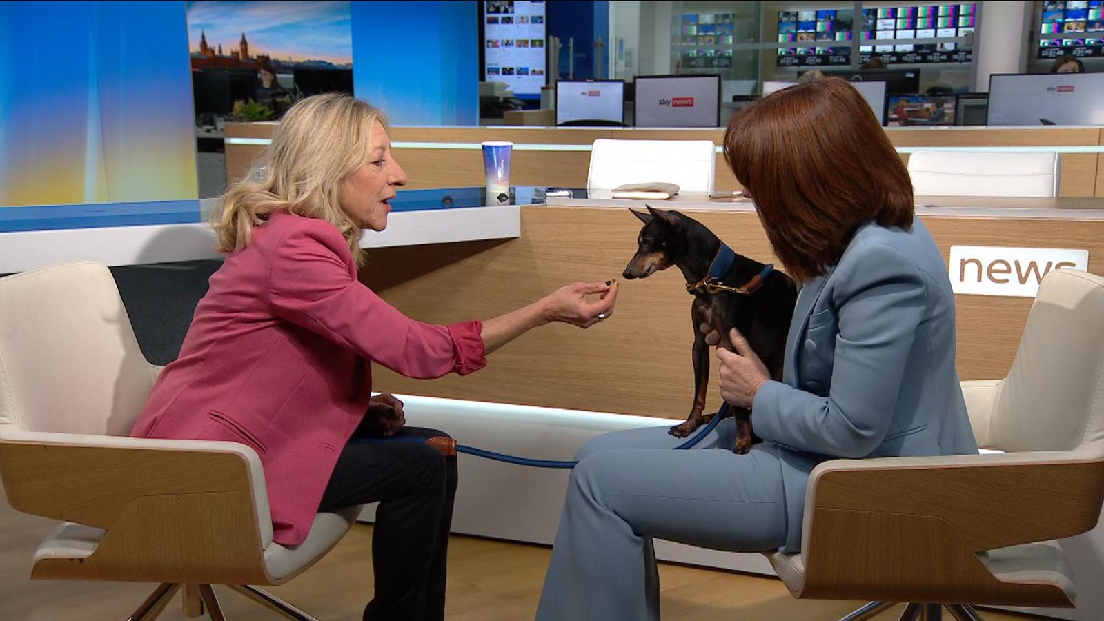 Pandemic puppies: Dog expert Anna Webb says dog owners should not use ...