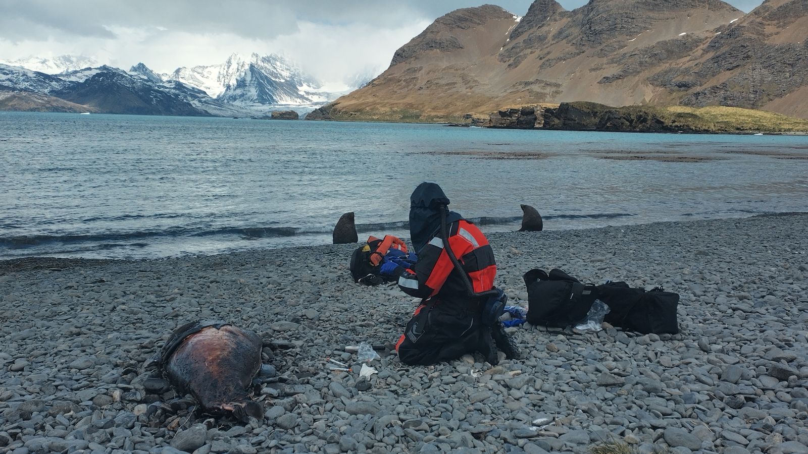 Highly infectious form of bird flu confirmed for first time in Antarctic seals | Science ...