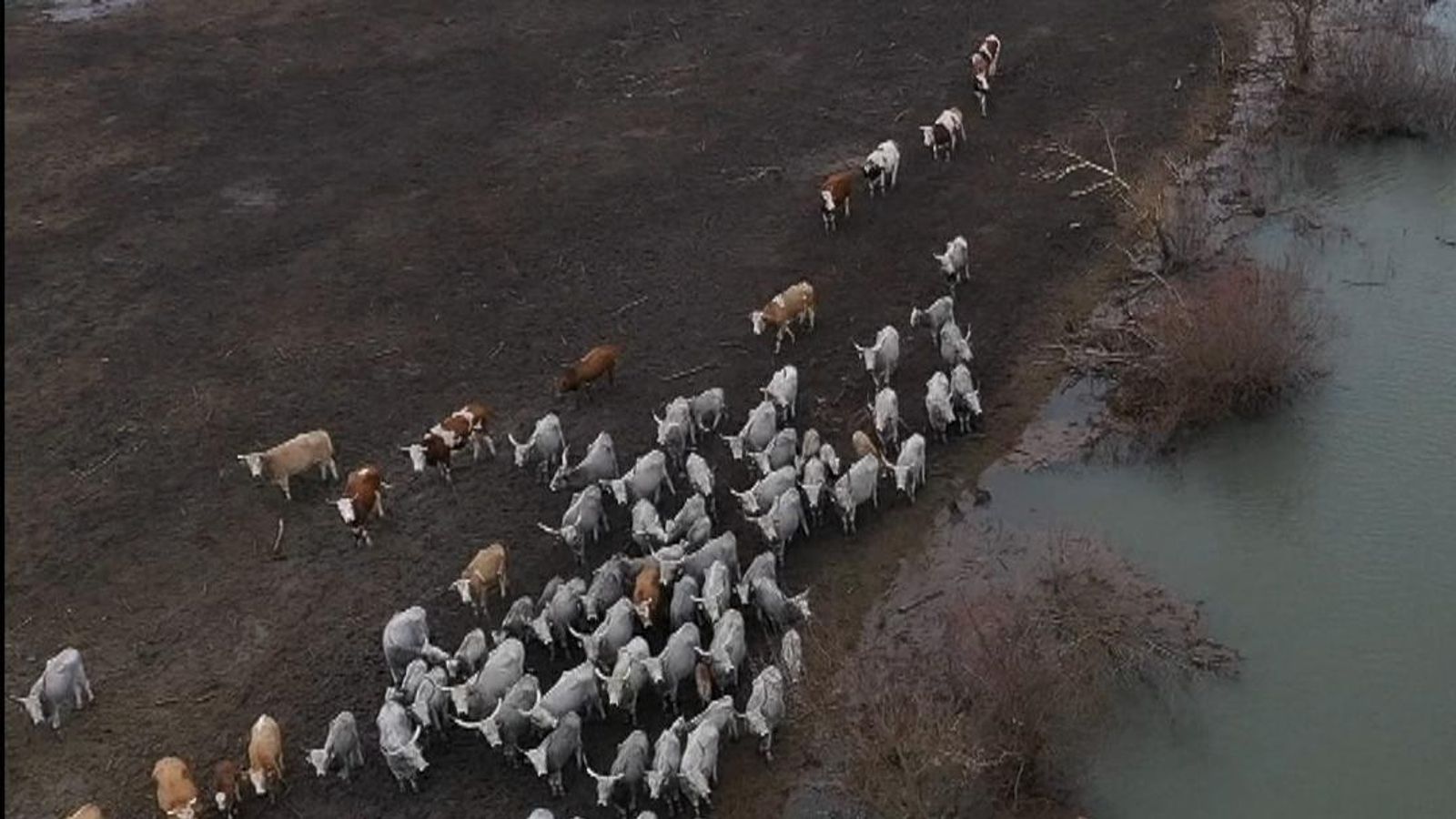 Serbia: Cows and horses left stranded on Krčedin island amid rising ...