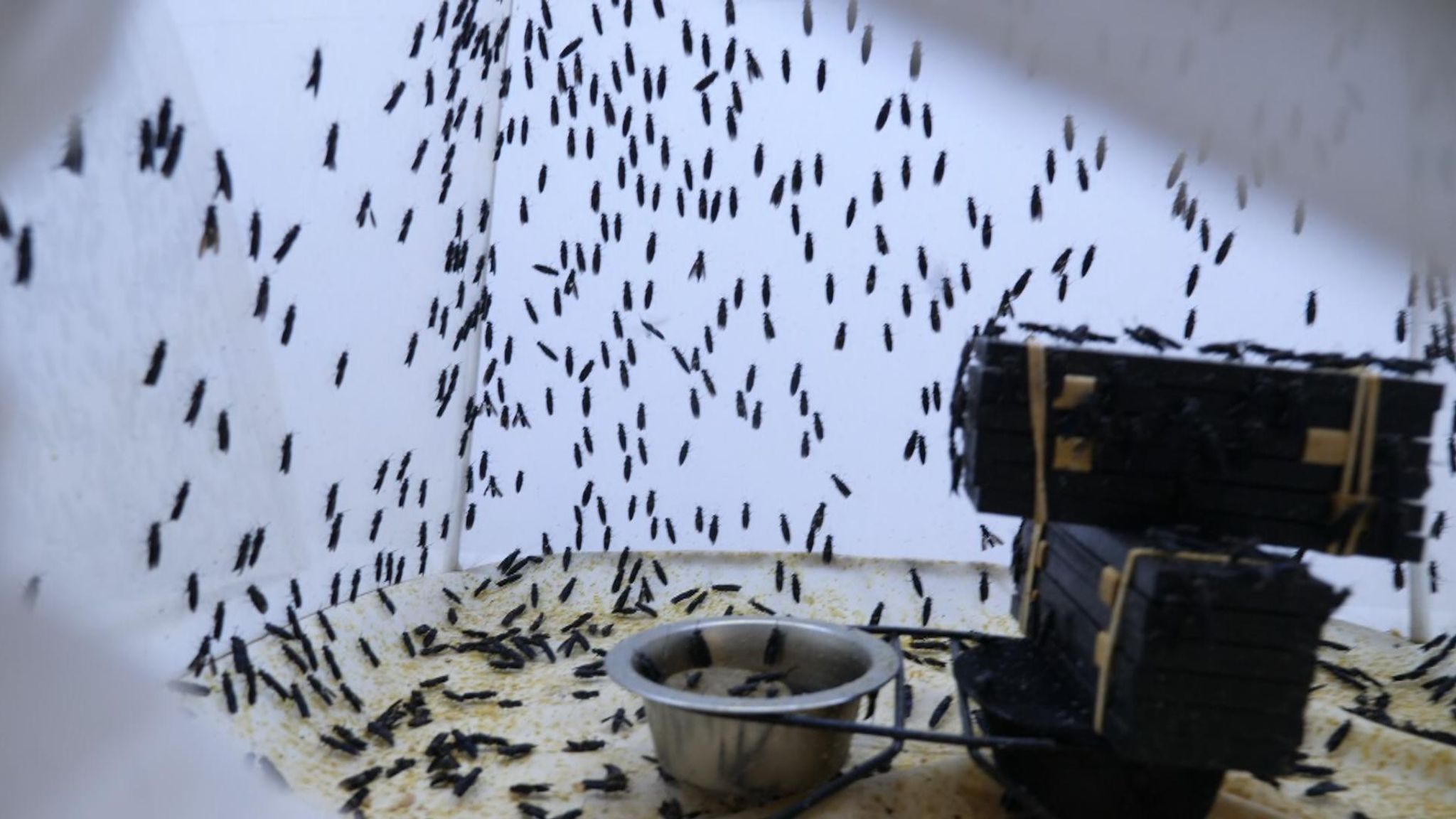 Inside the fly farm breeding millions of flies for food | Sky News