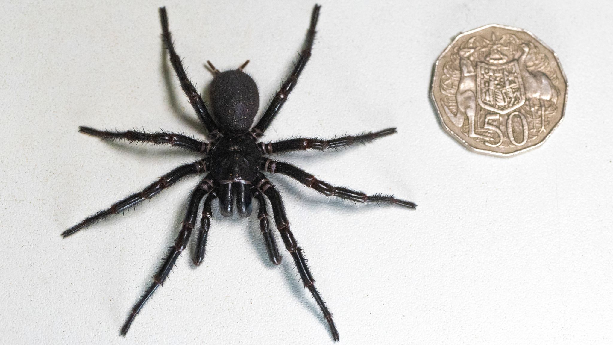 Largest male specimen of world's most venomous spider found in ...