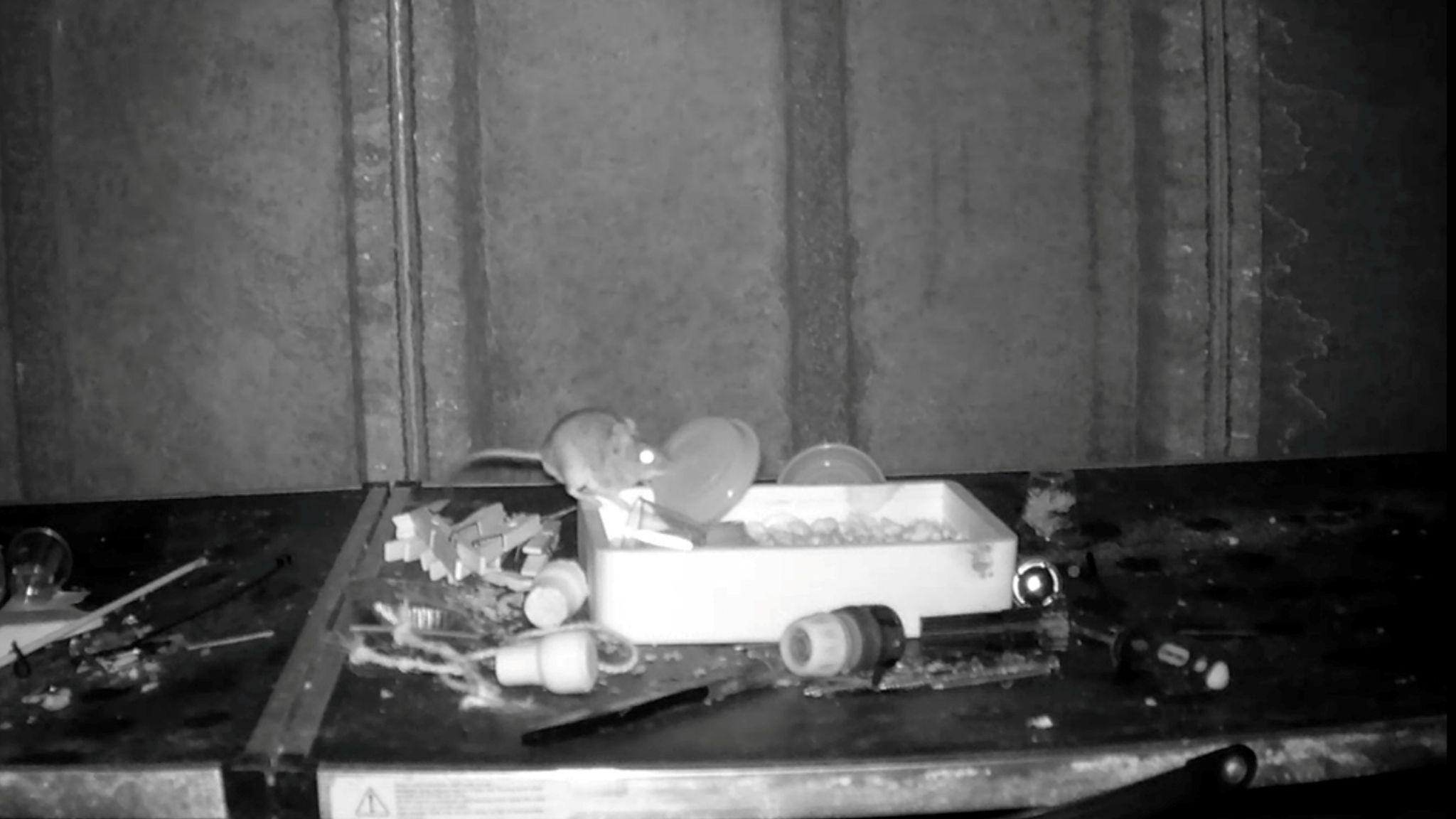 Camera catches mouse-proud rodent tidying man's shed | UK News | Sky News