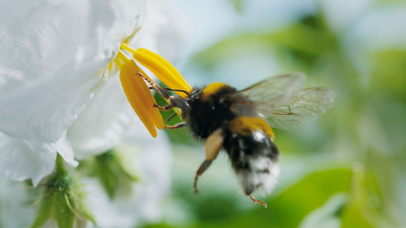Never before heard sounds to be released in David Attenborough's new ...