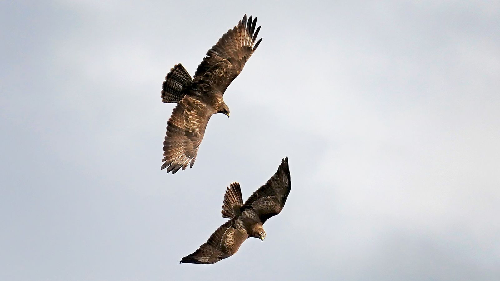 Prosecution rate for wildlife and bird of prey crimes less than 4% ...