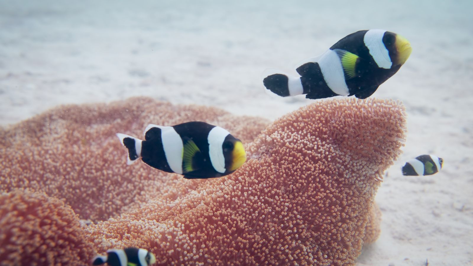 David Attenborough at 97: 'He still works harder than most of us ...