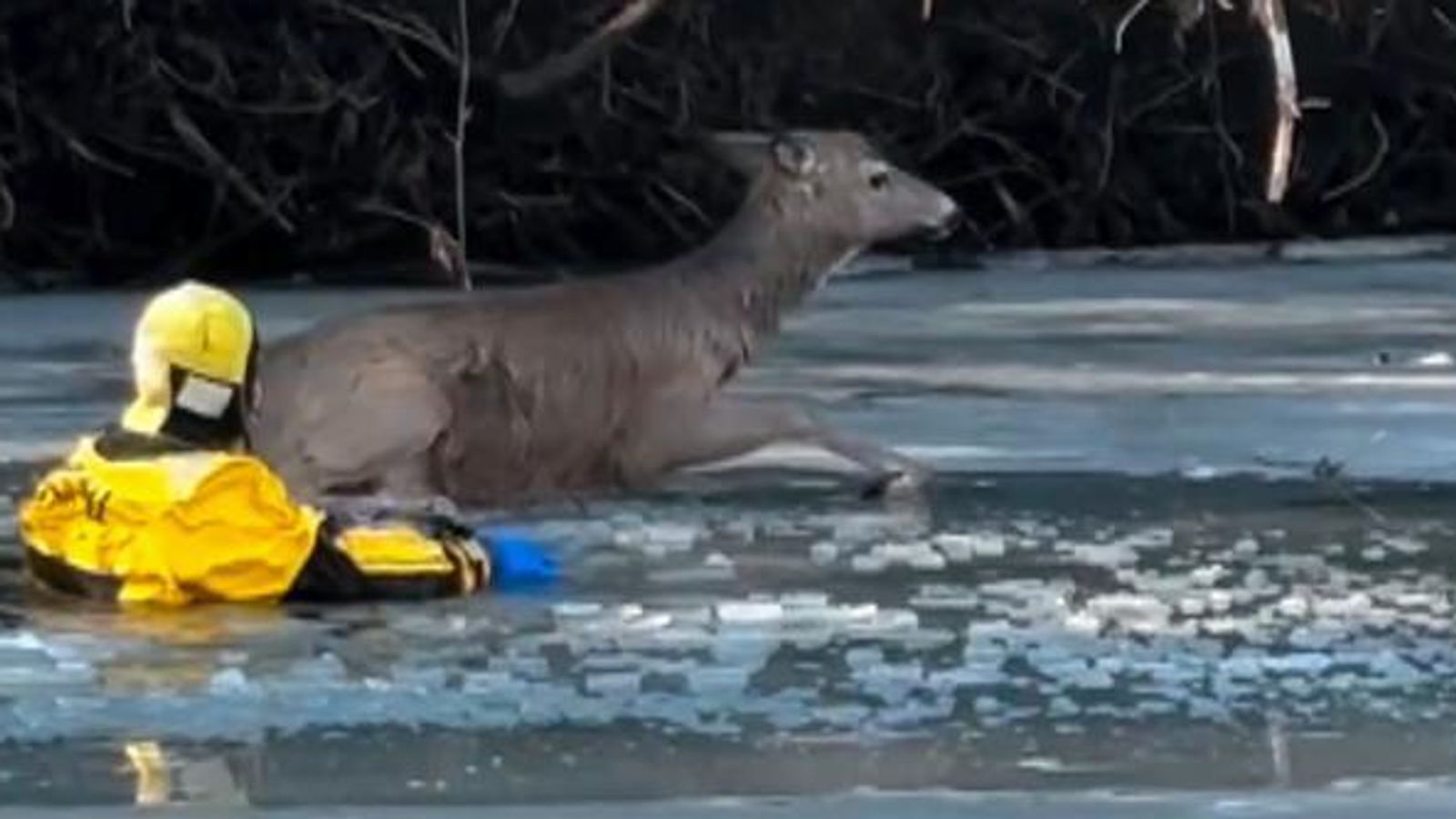 US: Fire crews rescue deer from frozen river in Minnesota | News UK ...