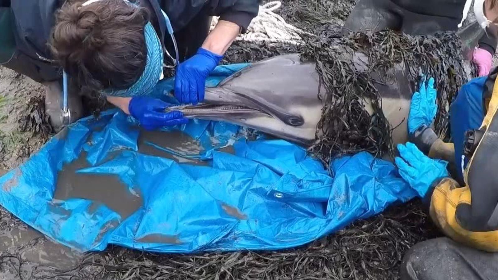 Cornwall: Volunteers rescue dolphin stranded in shallow waters | UK ...