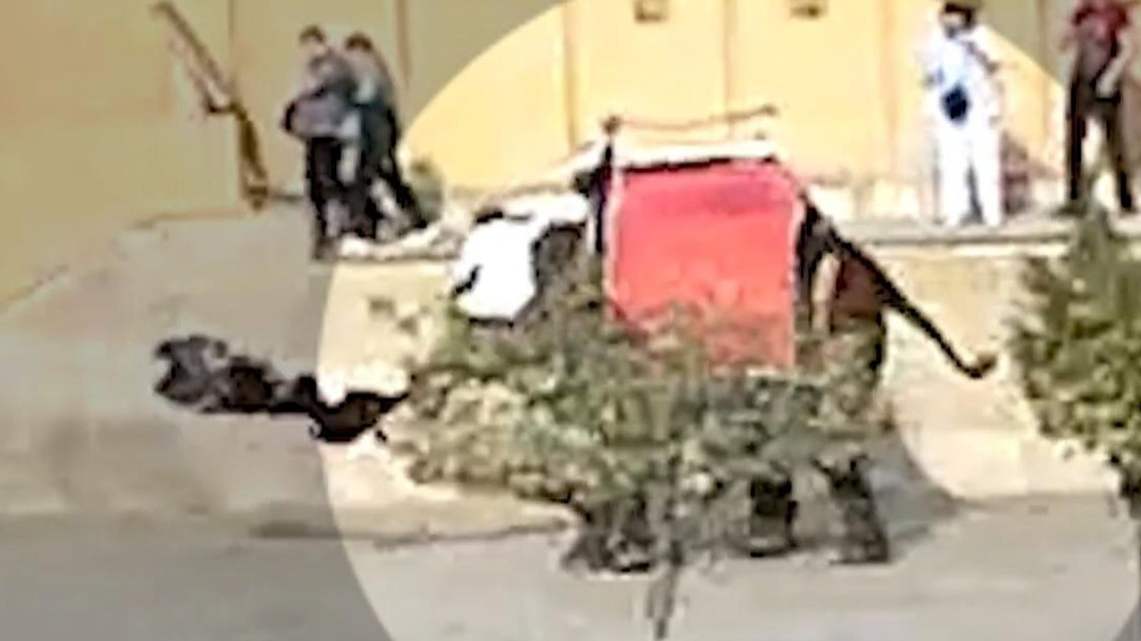 India: Video shows elephant attack Russian tourist and fling her to the ...