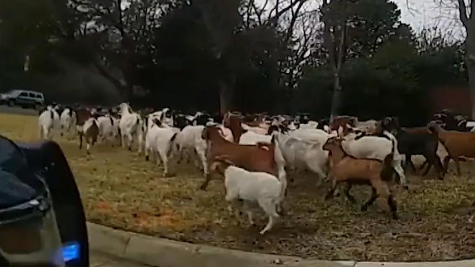 Goats working for city cut loose and rampage through suburban Texas ...