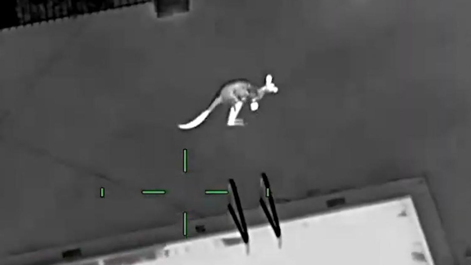 US: Police officers respond to call of a Kangaroo on the loose in ...