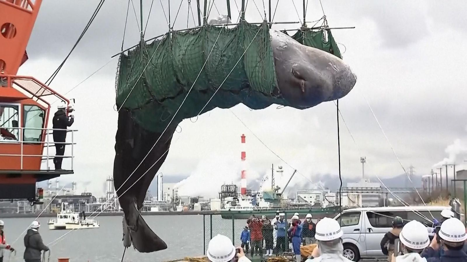 Japan: Dead whale found in Osaka Bay set to become museum specimen ...
