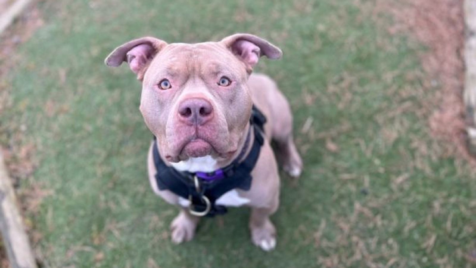 Would you be ready to give one of these four 'lovely' XL bully-type ...