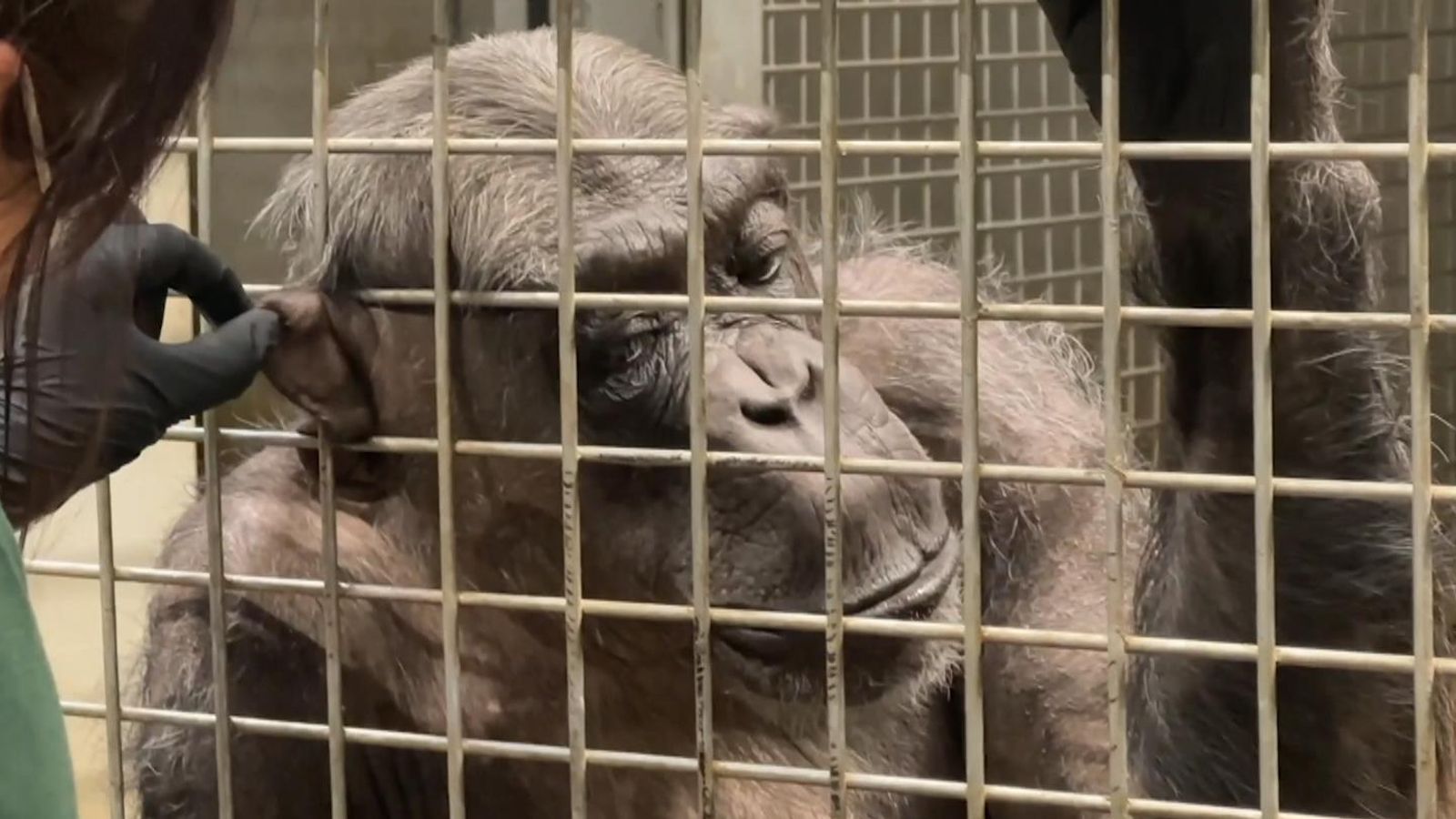 Twycross Zoo transfers Peter the chimpanzee to Blair Drummond Safari ...