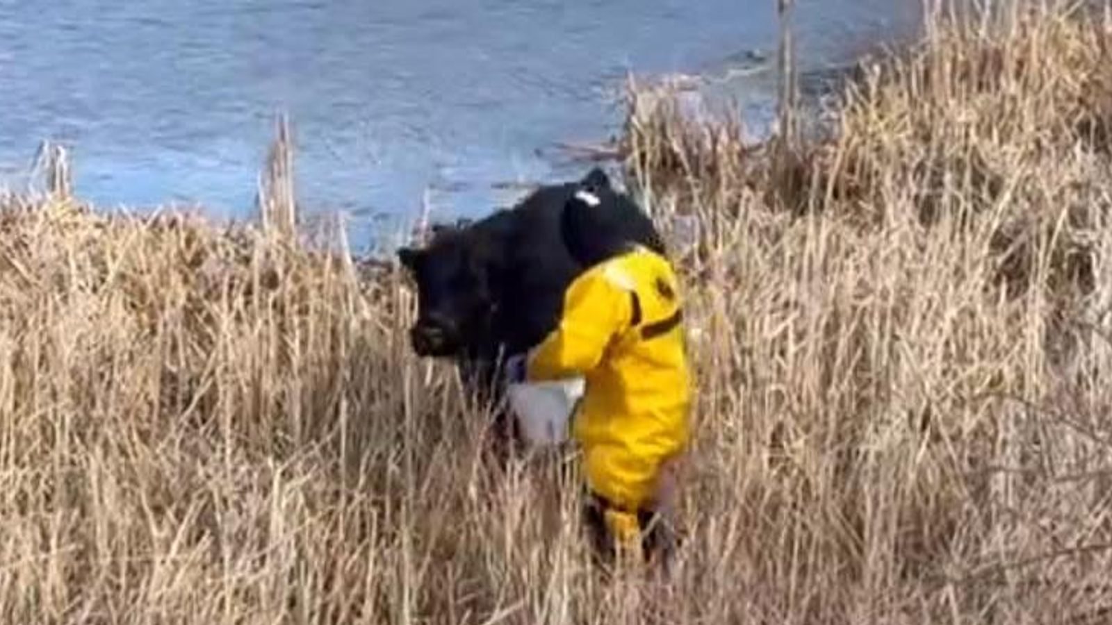 US: Colorado crews have rescued a bull after it became trapped in a ...