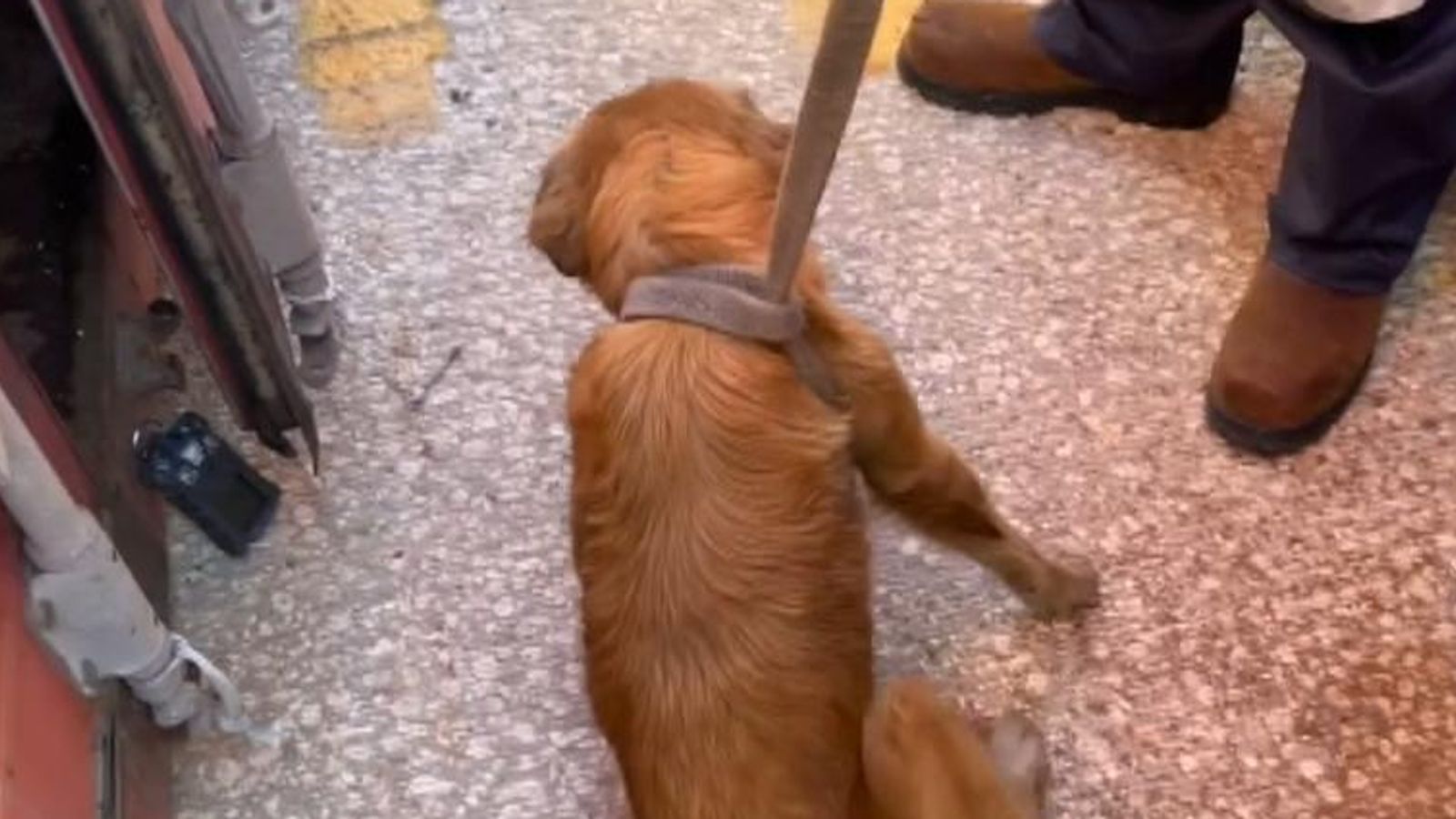 US: 'Connie the Container Dog' rescued after week trapped in shipping ...