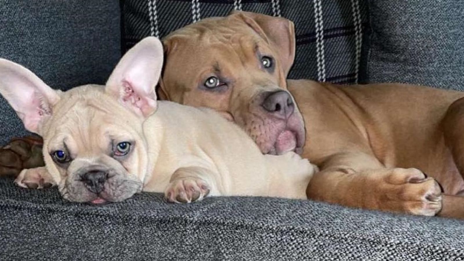 XL bully safeguards: First phase comes into force in Scotland | UK News ...