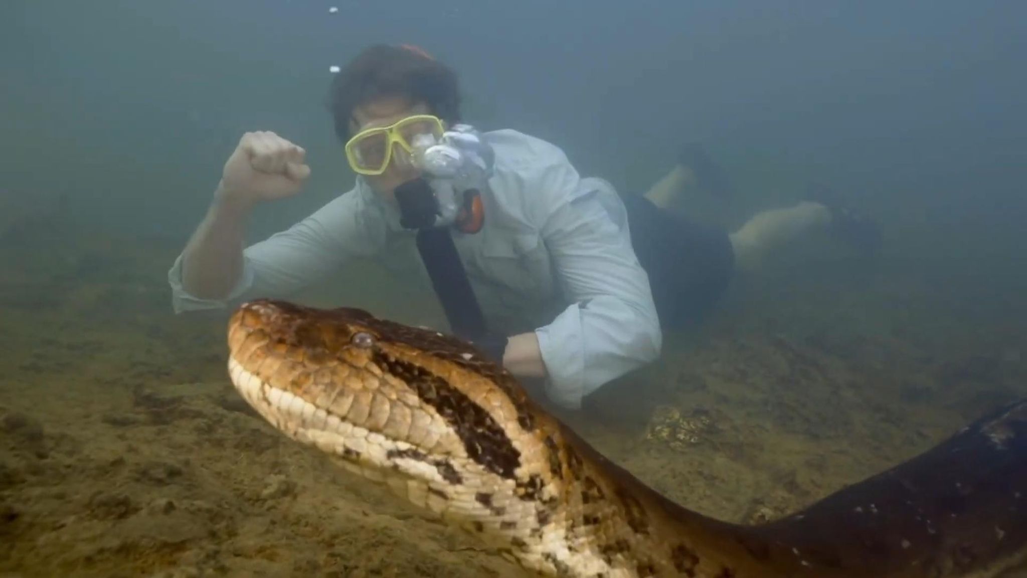 Amazon Anaconda Facts Amazing Facts About Animals With Pictures For