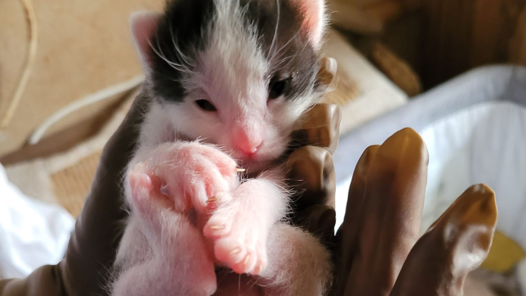 France: More than 100 cats found dead in freezer or buried in garden at ...